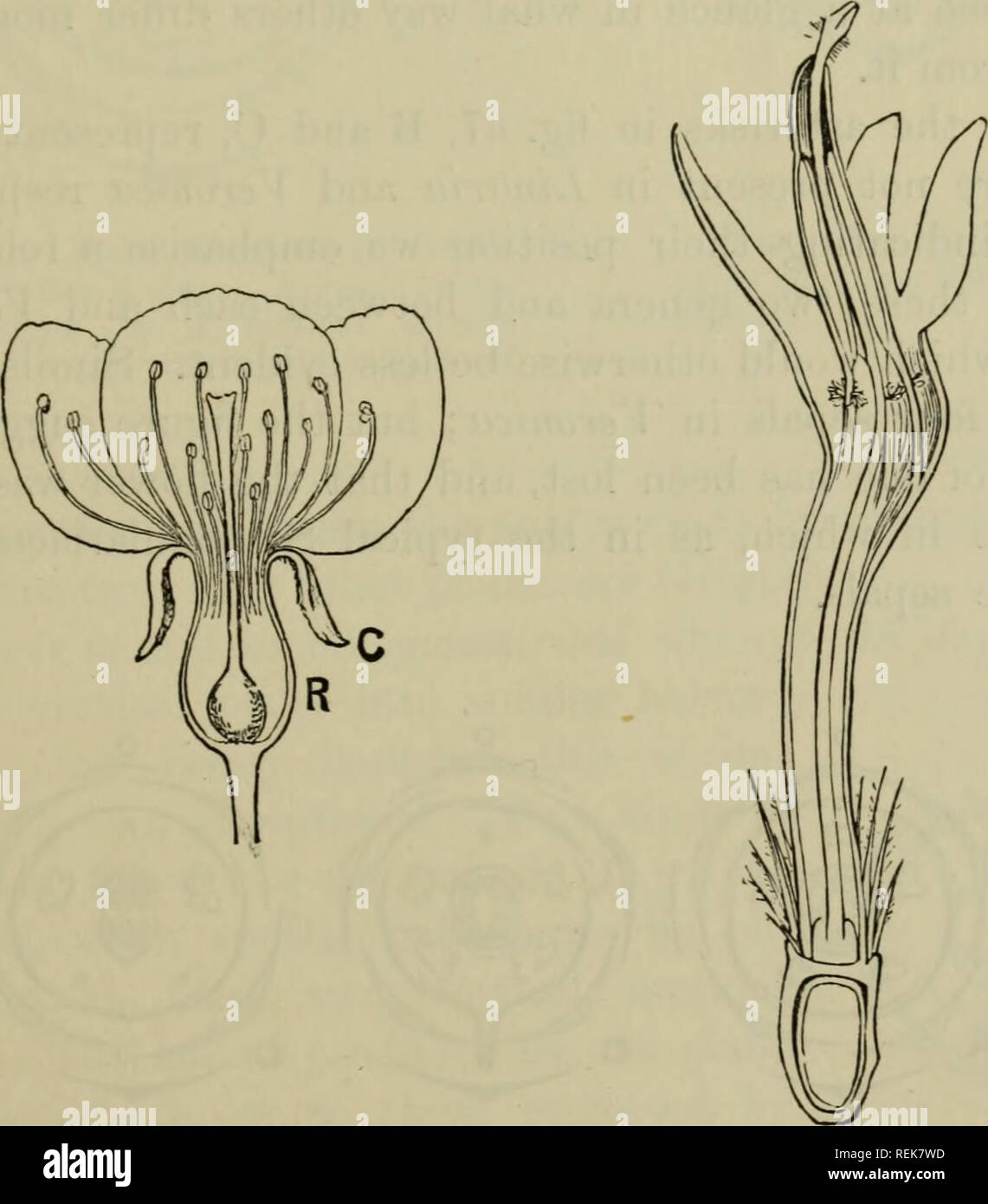 Perigynous High Resolution Stock Photography and Images - Alamy