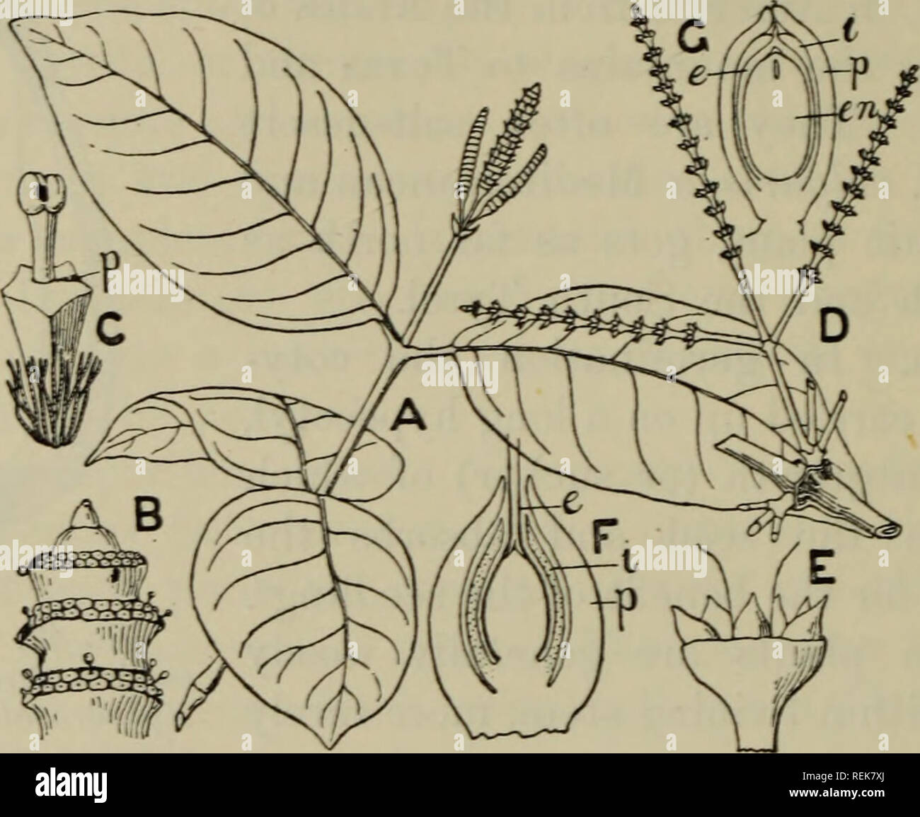 . The classification of flowering plants. Plants. 122 FLOWERING PLANTS ...