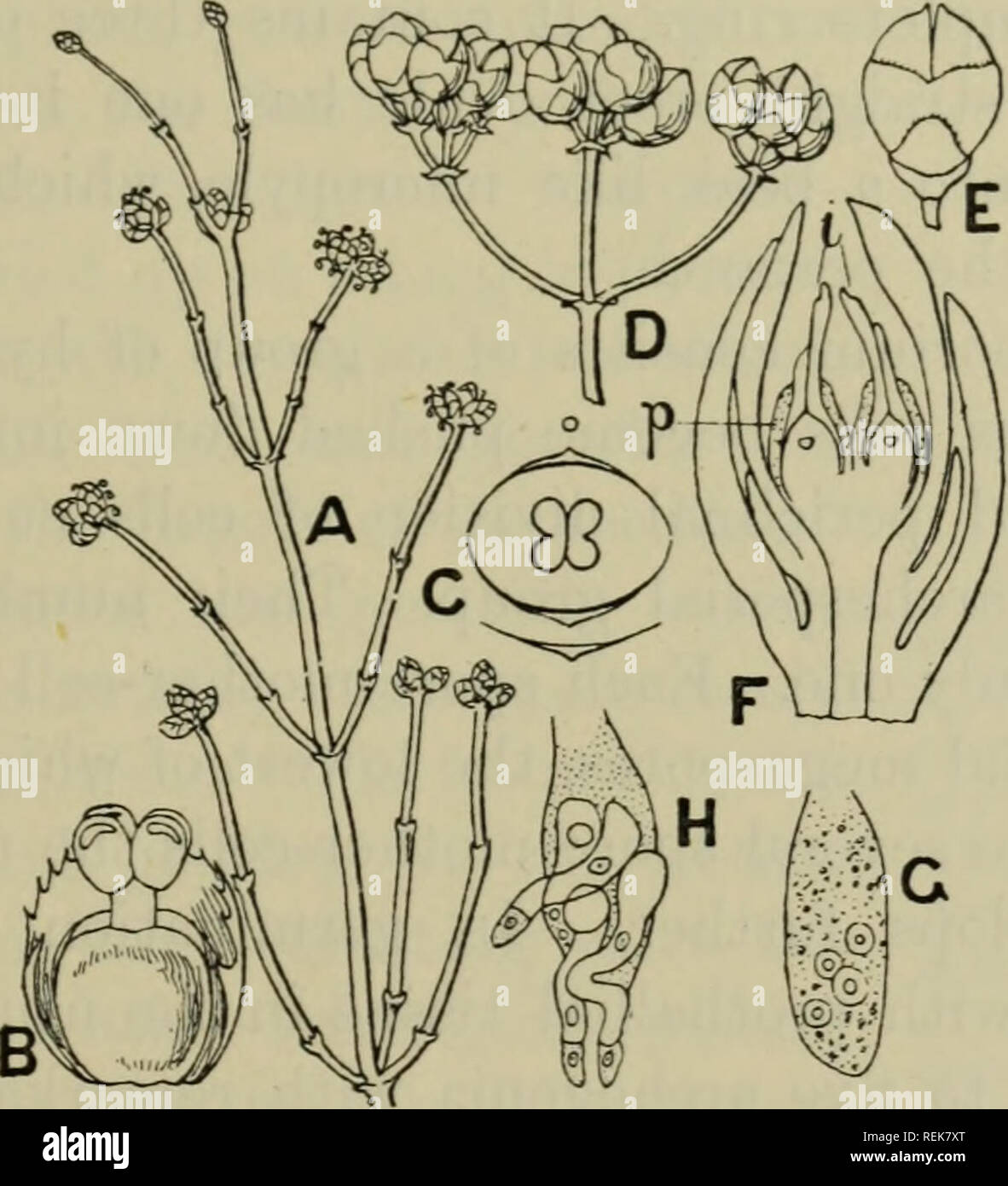 Plants characteristic linear leaves hi-res stock photography and images ...