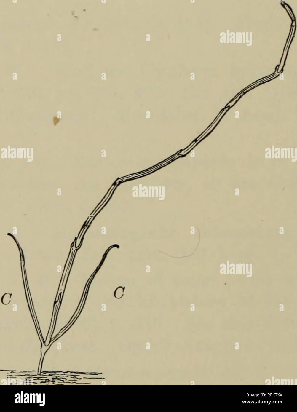 . The classification of flowering plants. Plants. 118 FLOWERING PLANTS ...