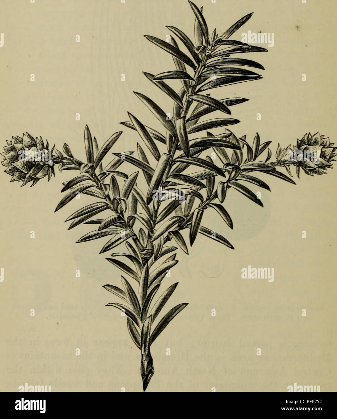 . The classification of flowering plants. Plants. 110 FLOWERING PLANTS ...