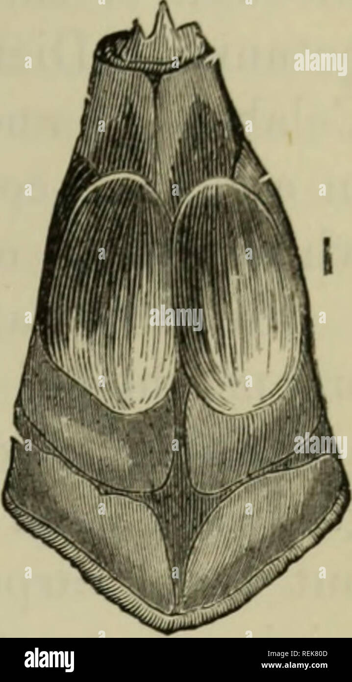 . The classification of flowering plants. Plants. Fig. 39. Mature cone ...