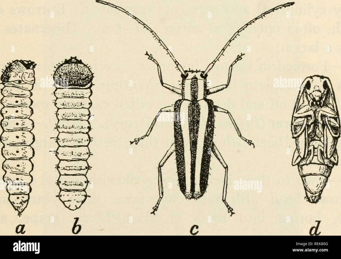 . Class book of economic entomology. Insects, Injurious and beneficial ...