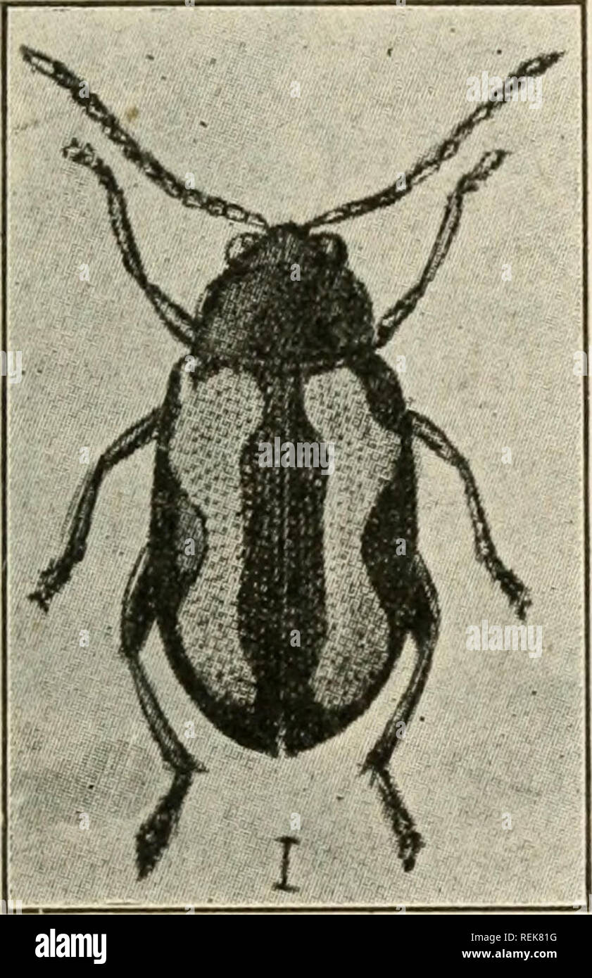 . Class book of economic entomology. Insects, Injurious and beneficial ...