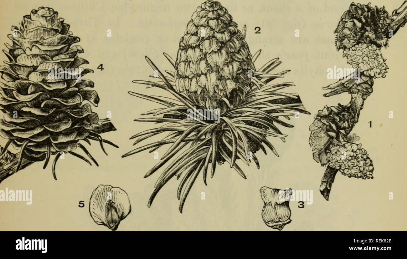 Seed Bearing Structure High Resolution Stock Photography and Images - Alamy