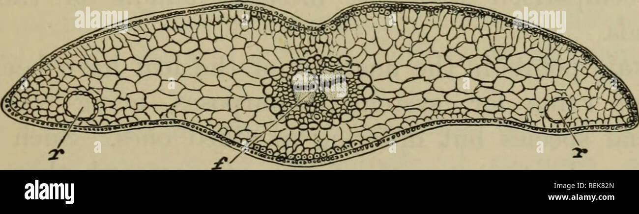 . The classification of flowering plants. Plants. Fig. 24. Transverse ...