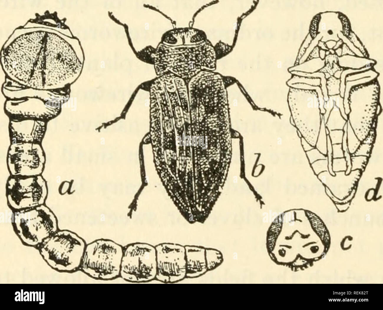 . Class book of economic entomology. Insects, Injurious and beneficial ...