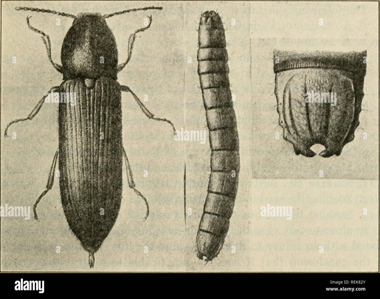 Decoloratus hi-res stock photography and images - Alamy