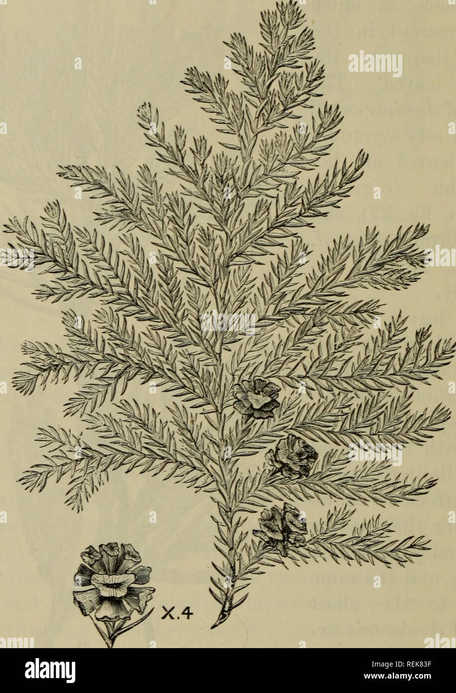 . The classification of flowering plants. Plants. 82 FLOWERING PLANTS ...