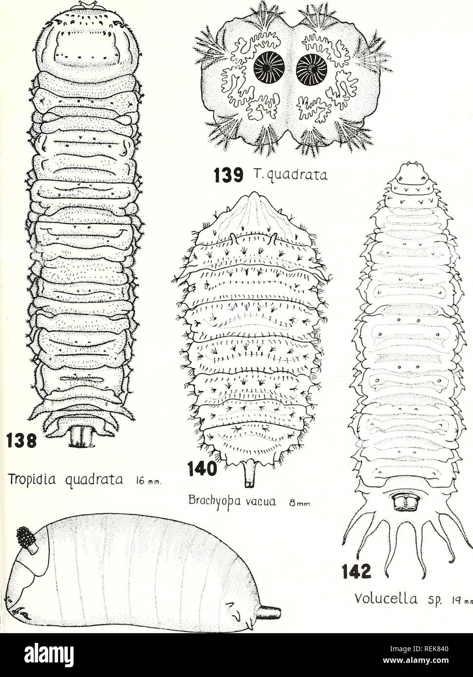 . A classification of the larvae and puparia of the Syrphidae of ...