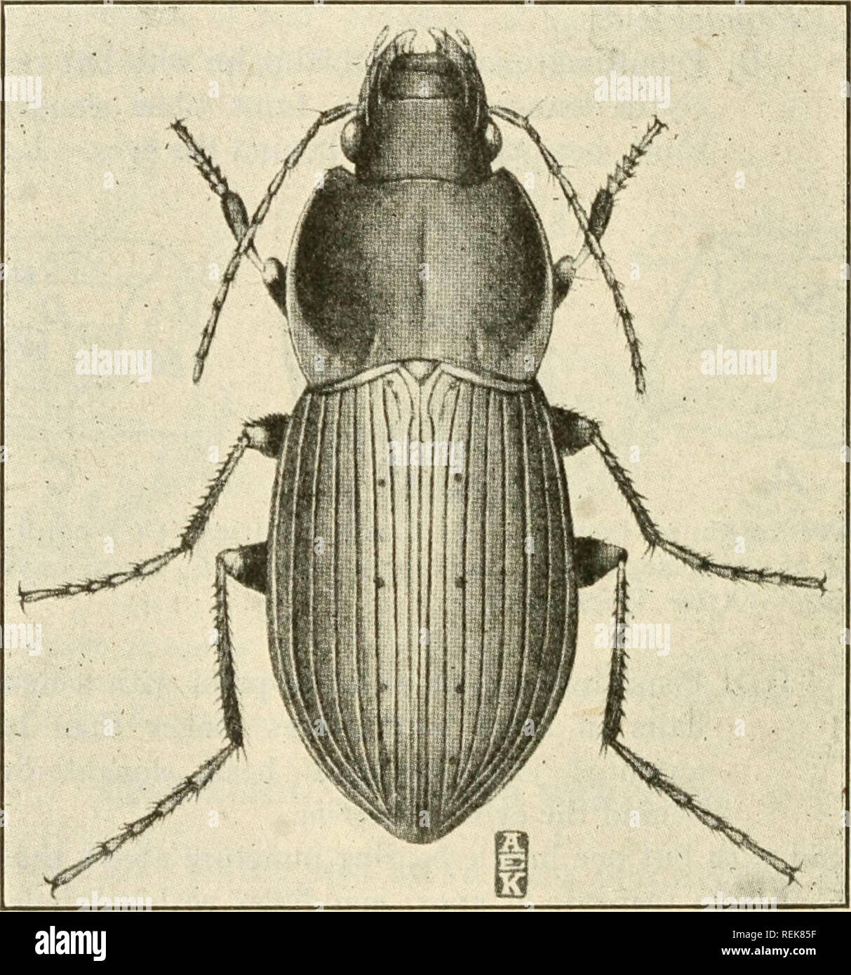 . Class book of economic entomology. Insects, Injurious and beneficial ...