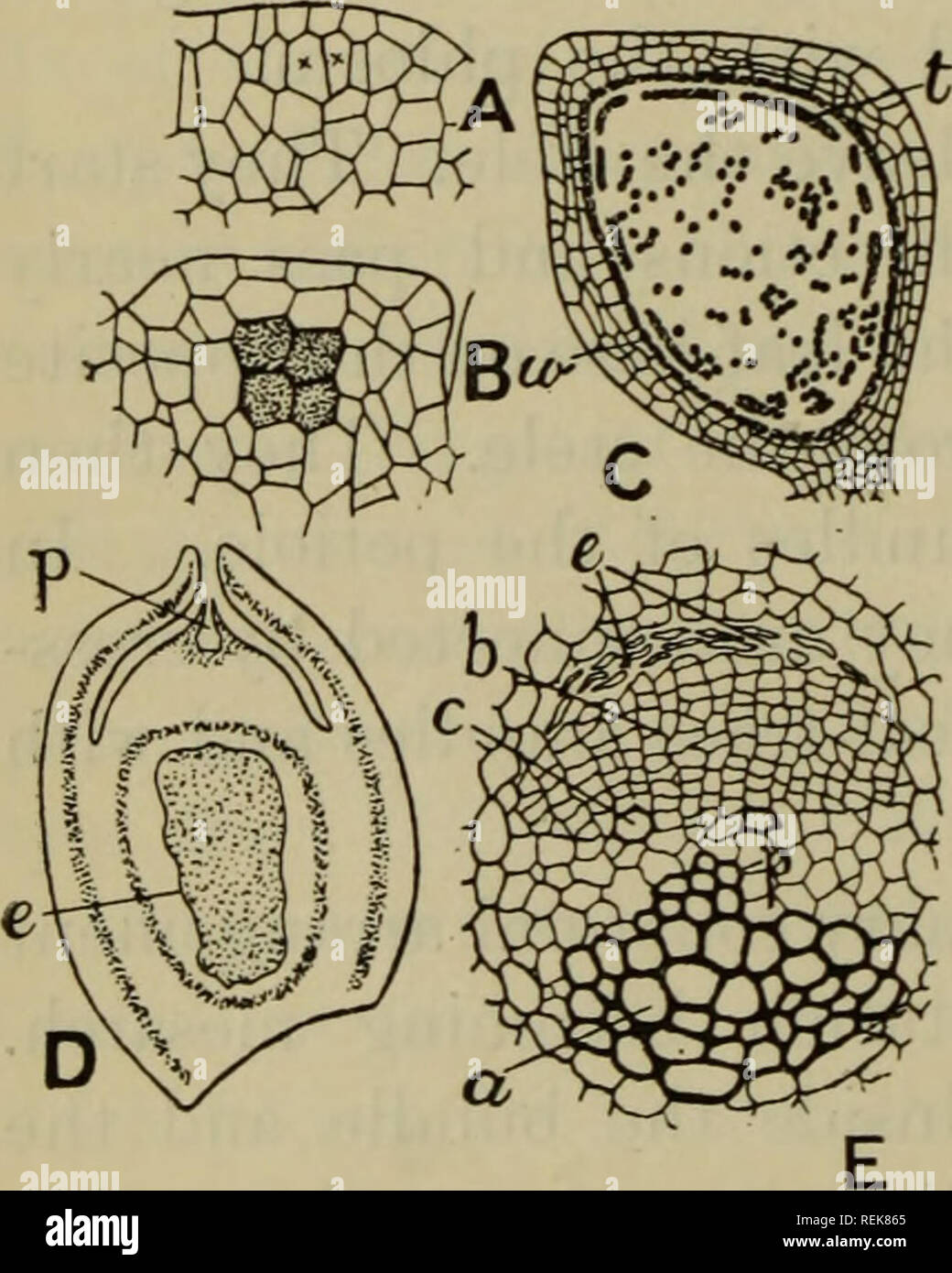 Transfusion tissue hi-res stock photography and images - Alamy