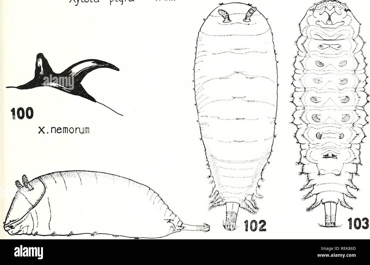 . A classification of the larvae and puparia of the Syrphidae of ...