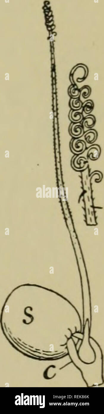 . The classification of flowering plants. Plants. HI] CYCADEAE 47 Class ...