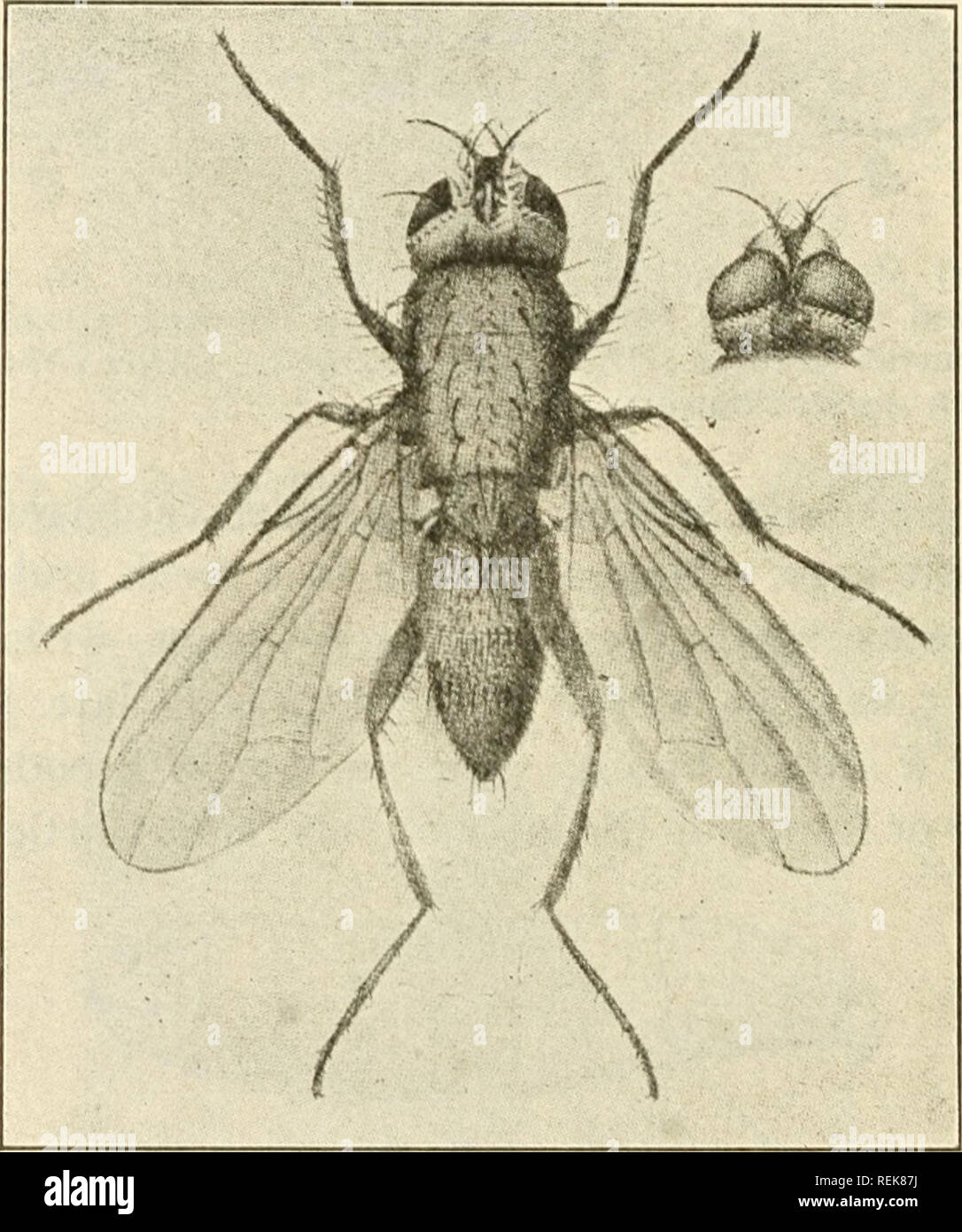 10 year old bull hi-res stock photography and images - Alamy