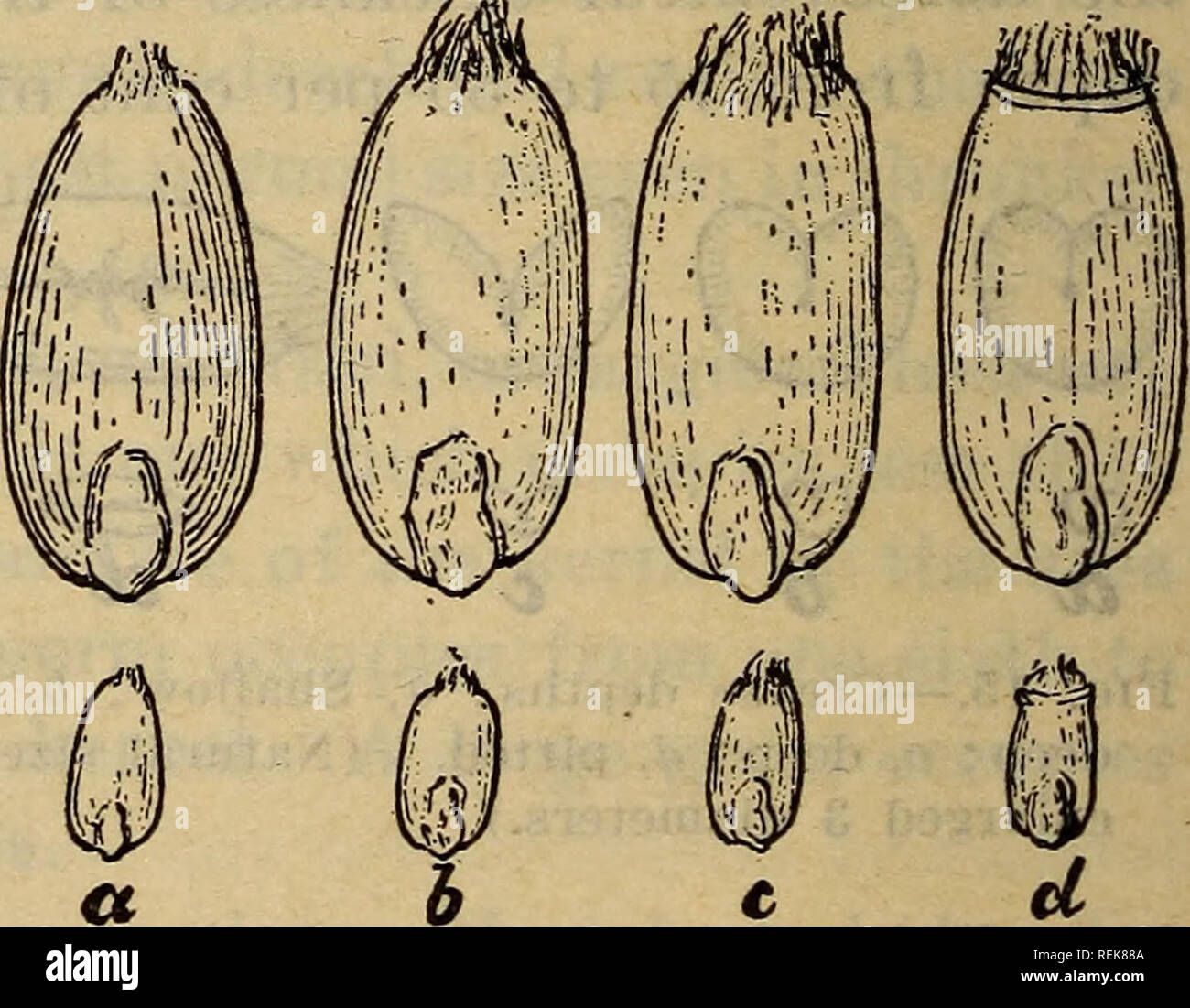 . Classification of American wheat varieties. Wheat; Wheat. Fig. 16 ...