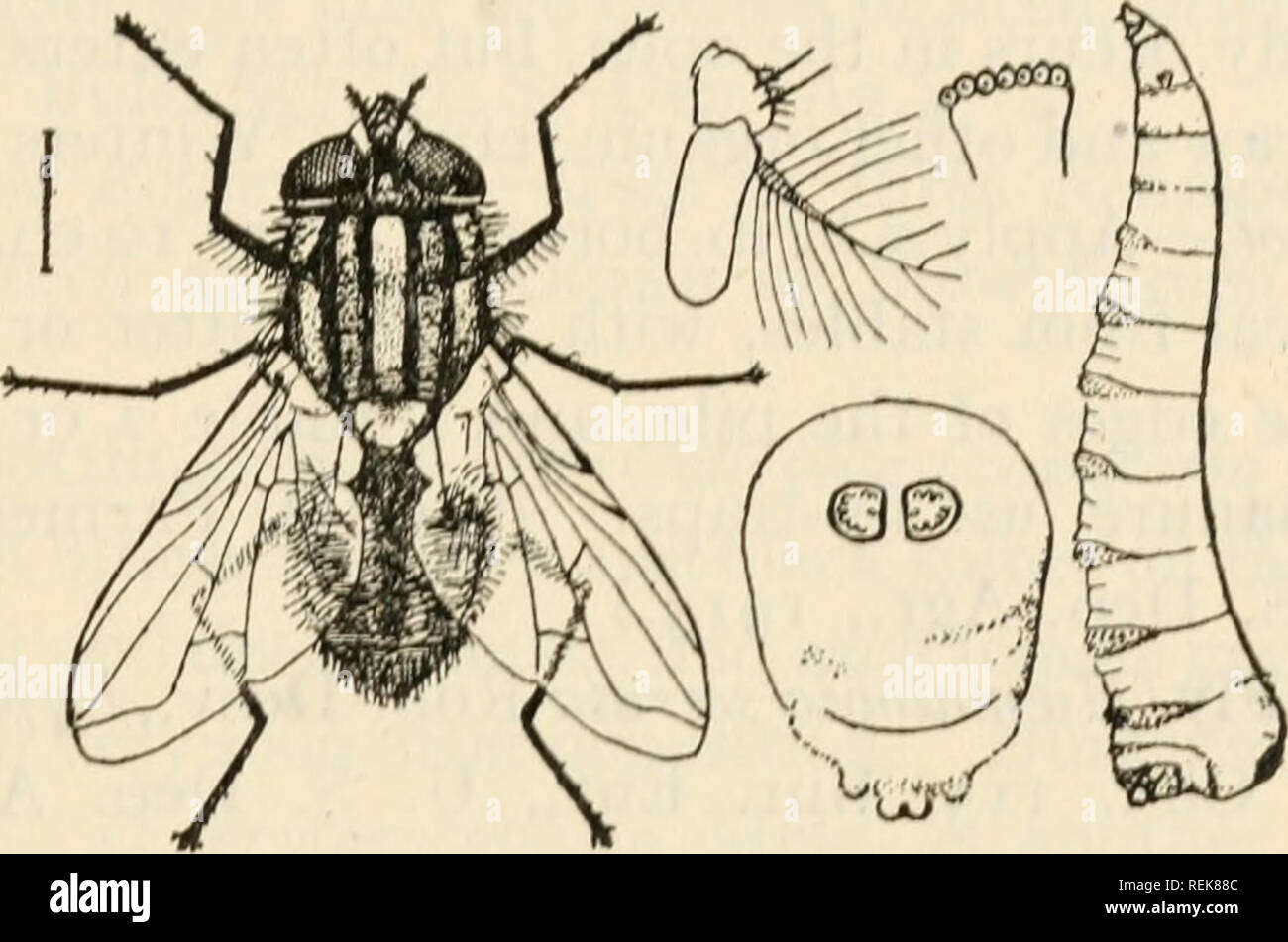 House fly life cycle hi-res stock photography and images - Alamy