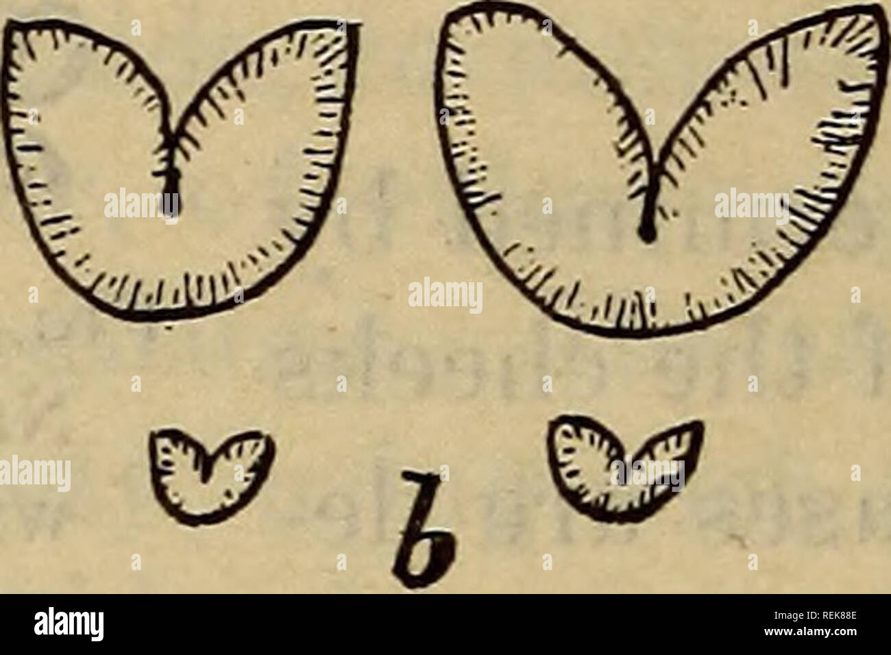 . Classification of American wheat varieties. Wheat; Wheat. Fig. 16 ...