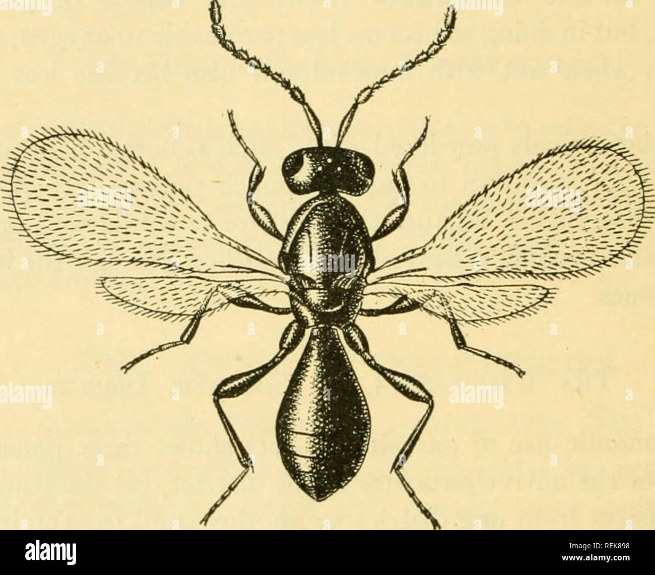 . Class book of economic entomology, with special reference to the ...