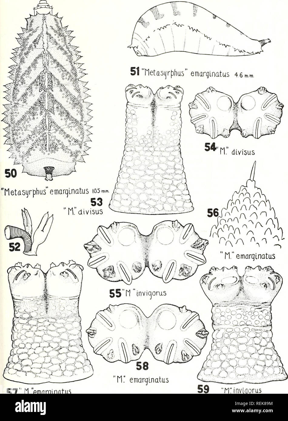 . A classification of the larvae and puparia of the Syrphidae of ...