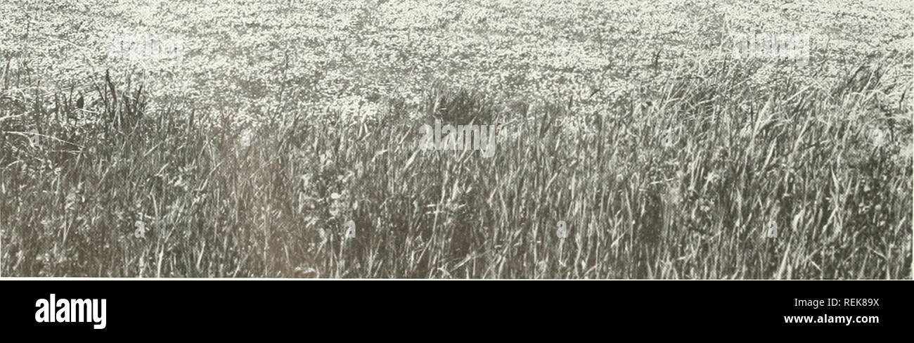 Tricho system hi-res stock photography and images - Alamy