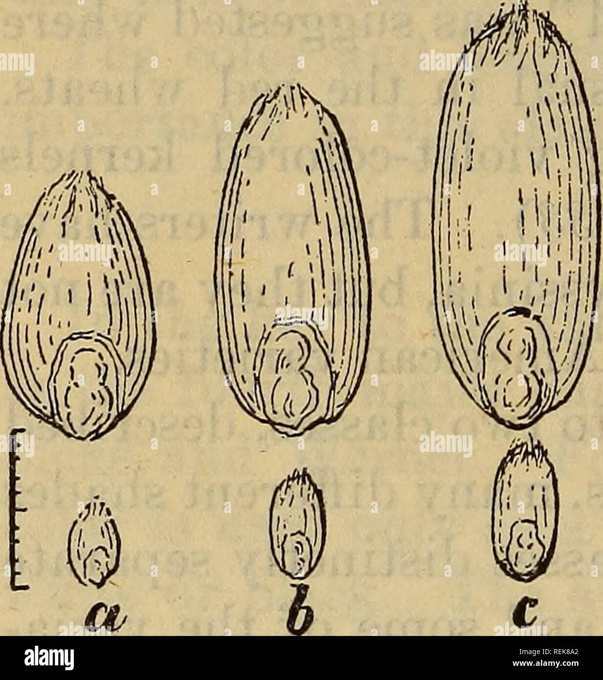 . Classification of American wheat varieties. Wheat; Wheat. 40 BULLETIN ...