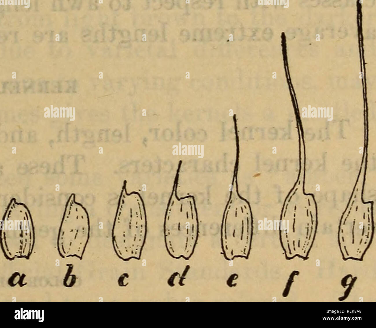 . Classification of American wheat varieties. Wheat; Wheat. Fig. 8 ...