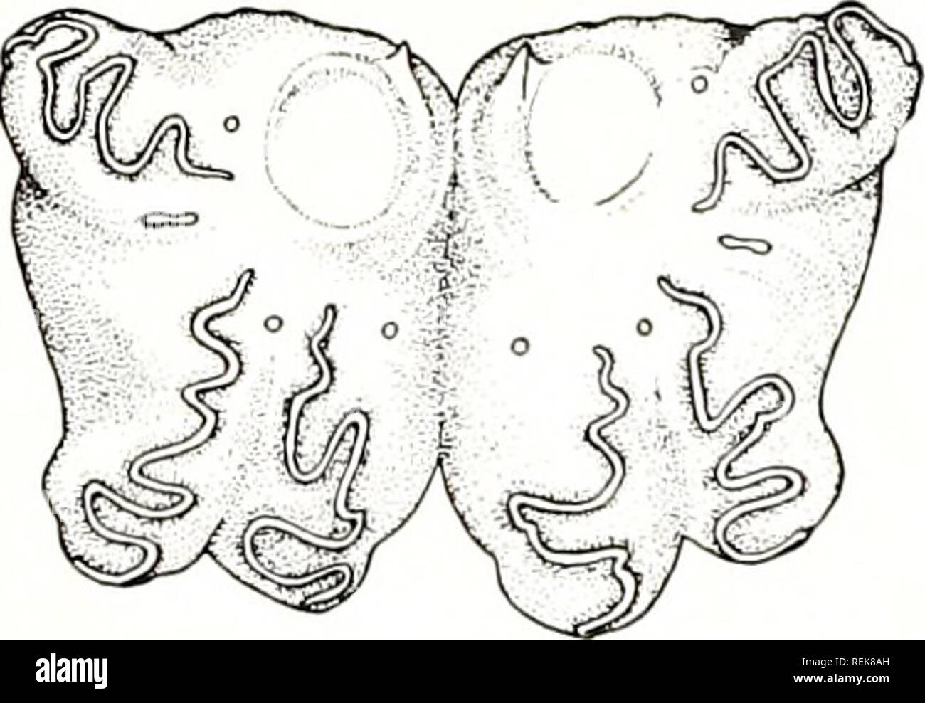 . A classification of the larvae and puparia of the Syrphidae of ...