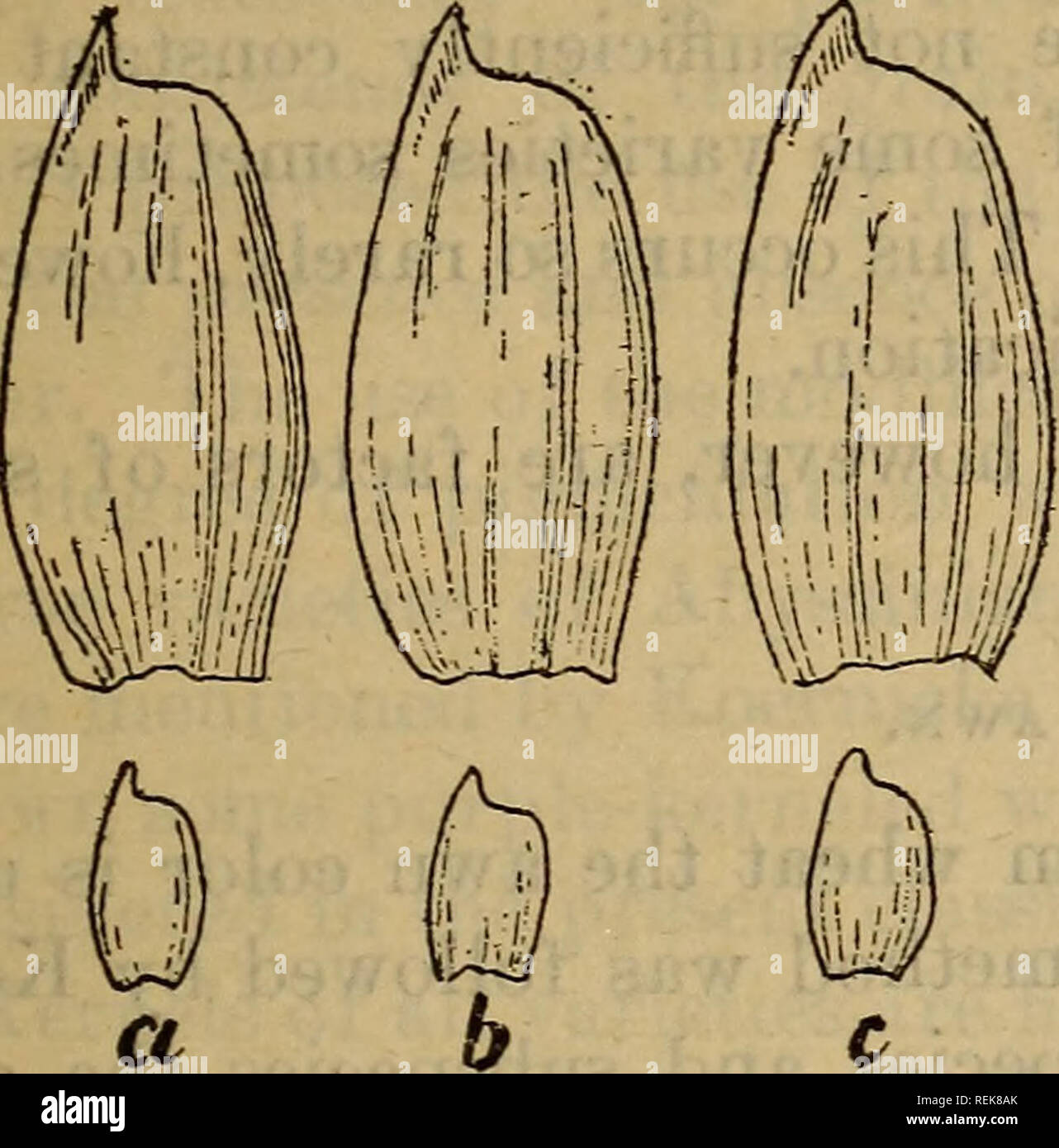 . Classification of American wheat varieties. Wheat; Wheat ...