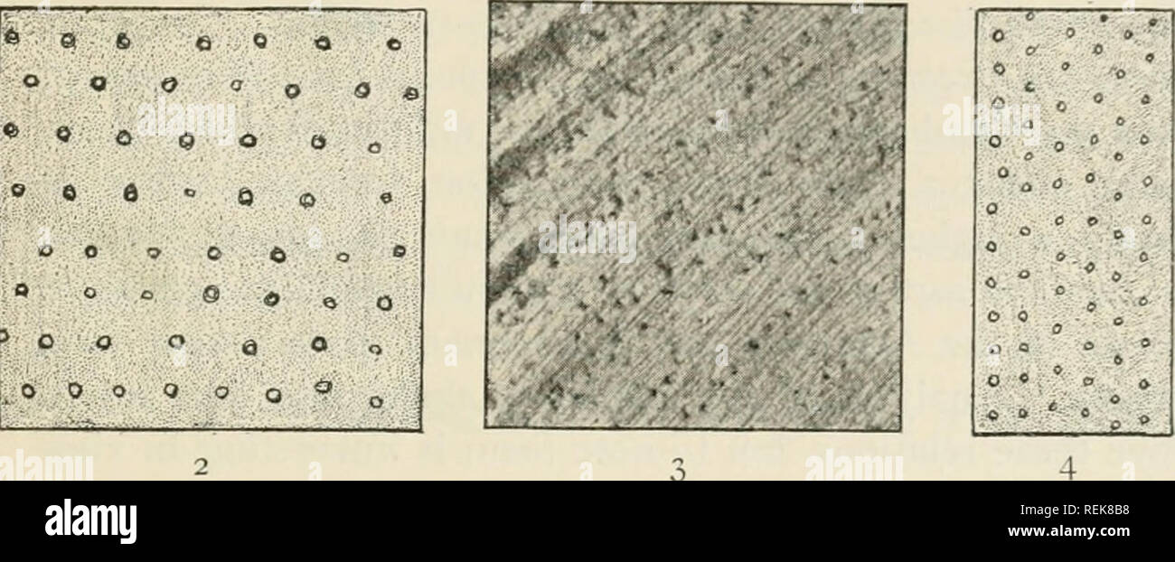 . Classification and terminology of the Cambrian Brachiopoda ...