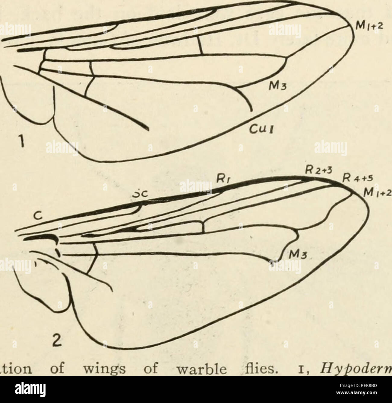 Hypoderma lineatum hi-res stock photography and images - Alamy