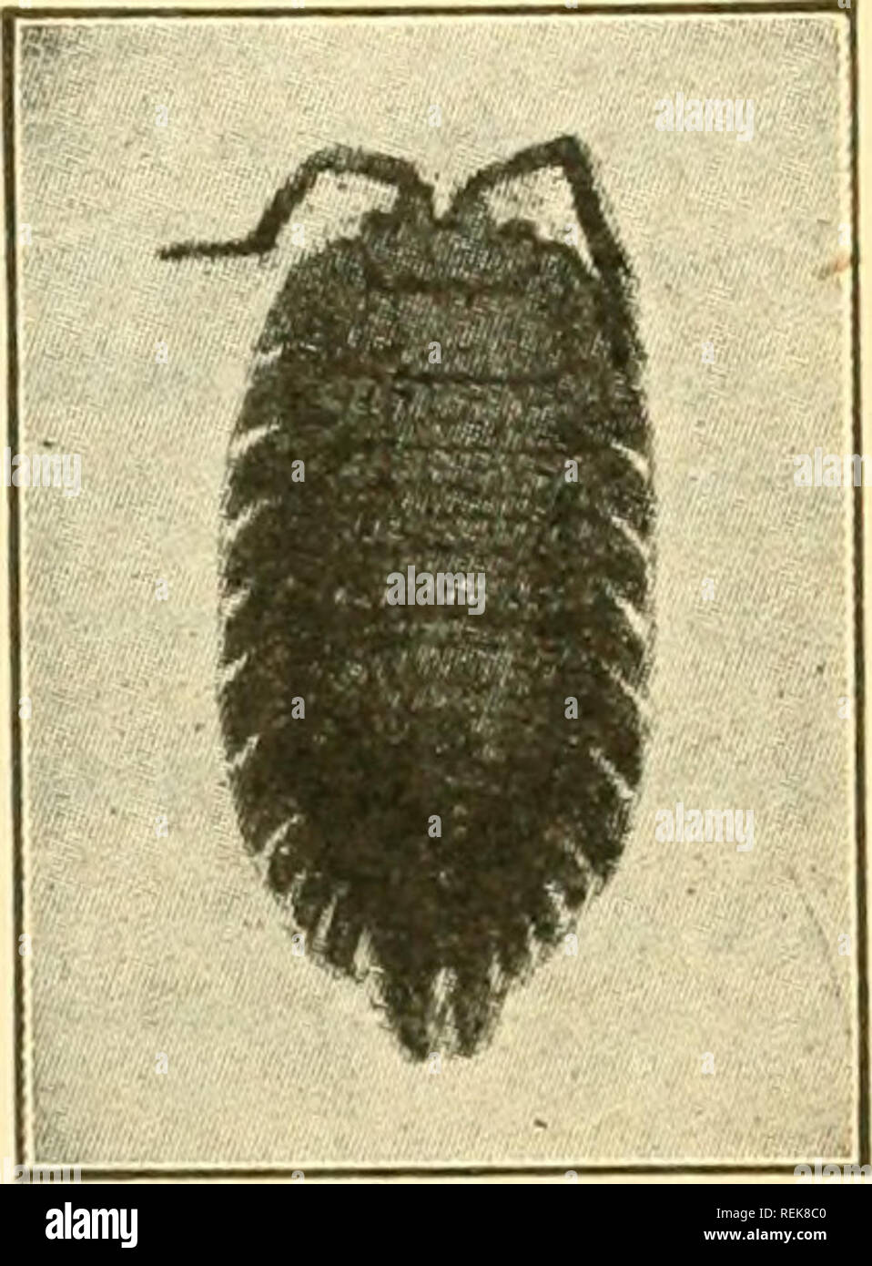 . Class book of economic entomology, with special reference to the ...