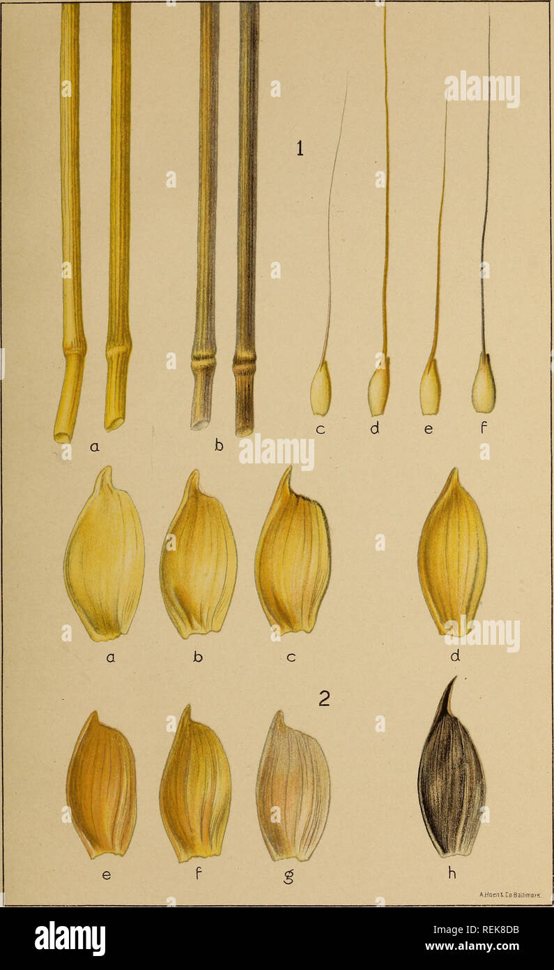 . Classification of American wheat varieties. Wheat; Wheat. Bui. 1074 ...