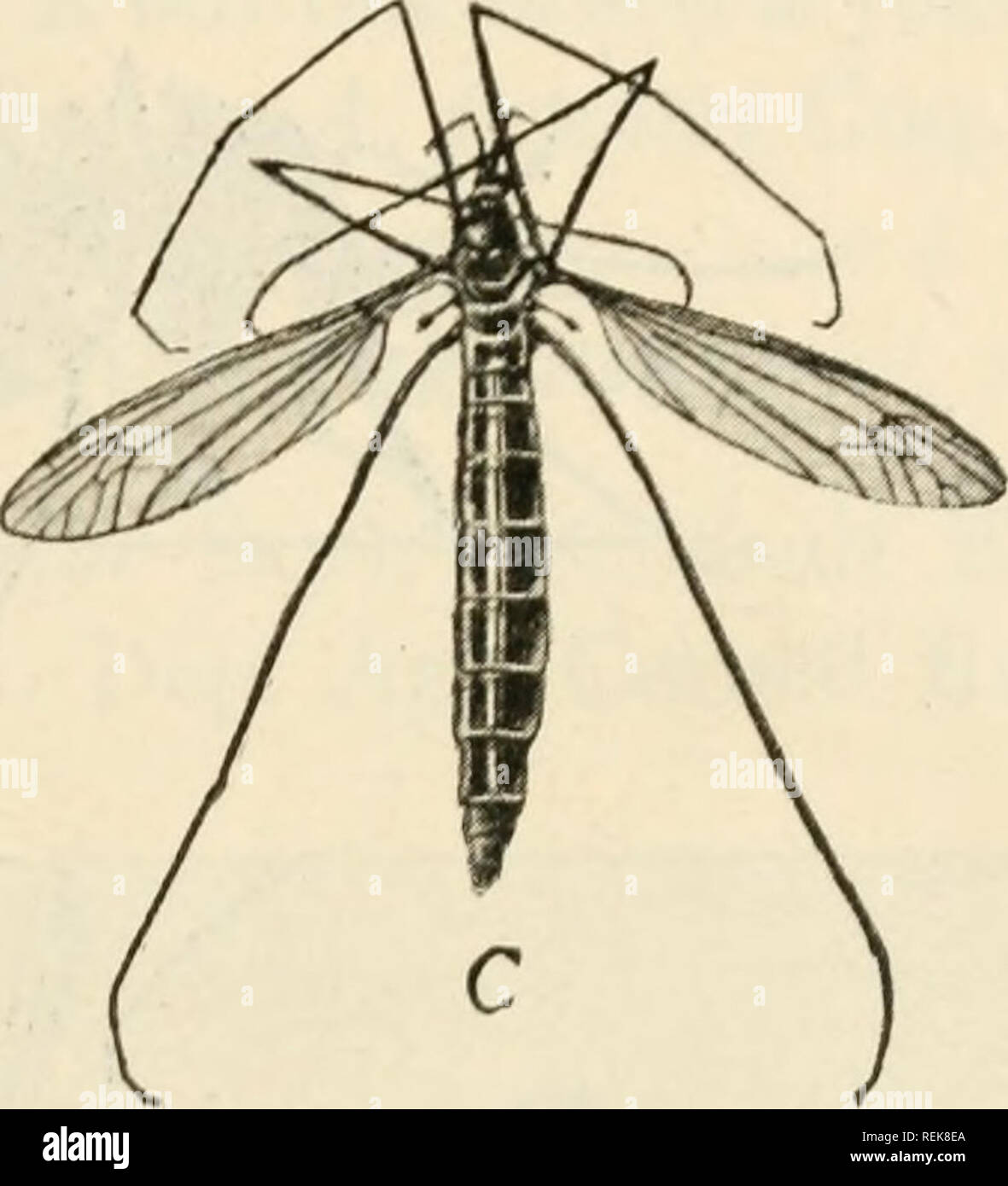 . Class book of economic entomology. Insects, Injurious and beneficial ...