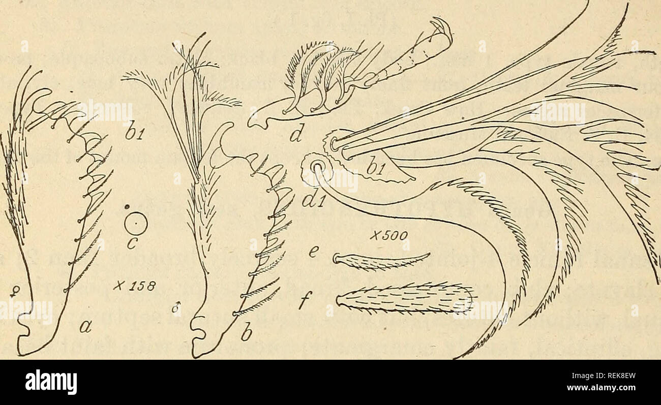 . Classification of the Cryphalinae with descriptions of new genera and ...