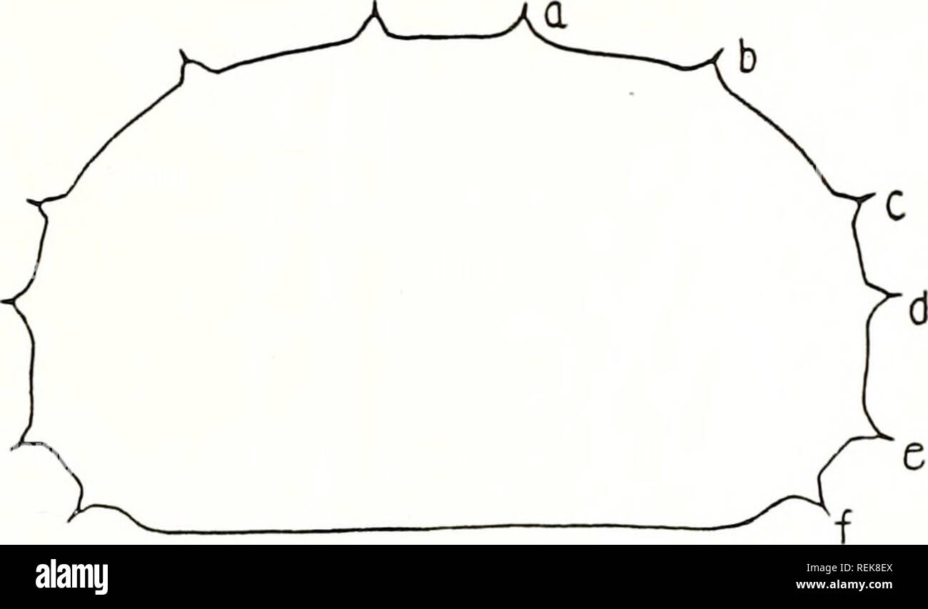 . A classification of the larvae and puparia of the Syrphidae of ...