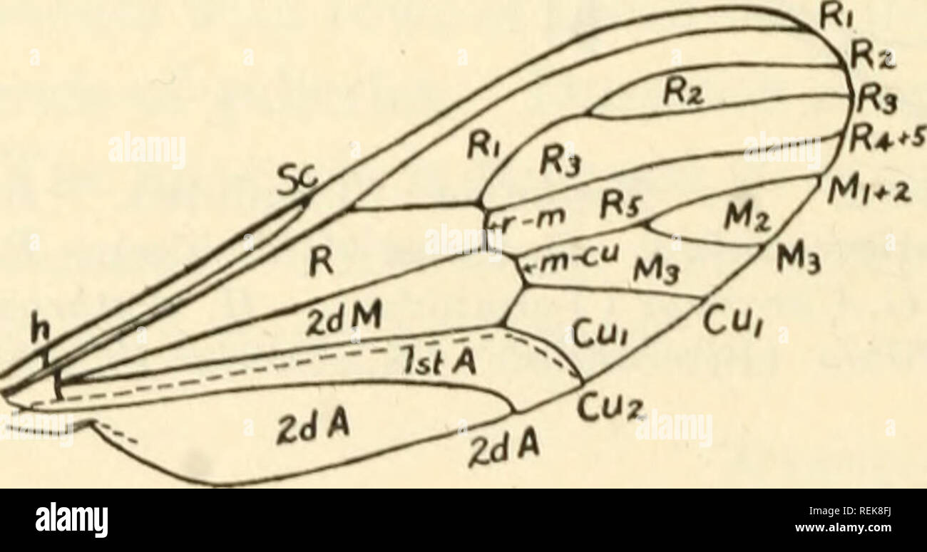 . Class book of economic entomology. Insects, Injurious and beneficial ...
