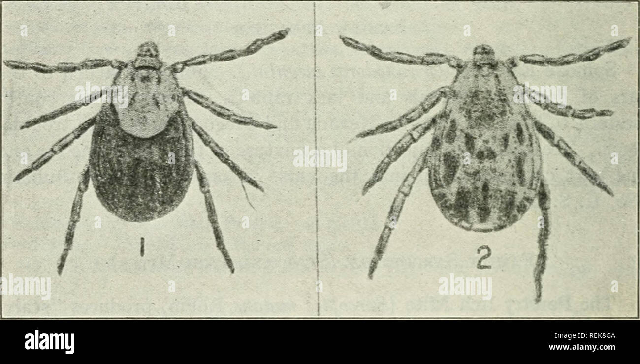 . Class book of economic entomology, with special reference to the ...