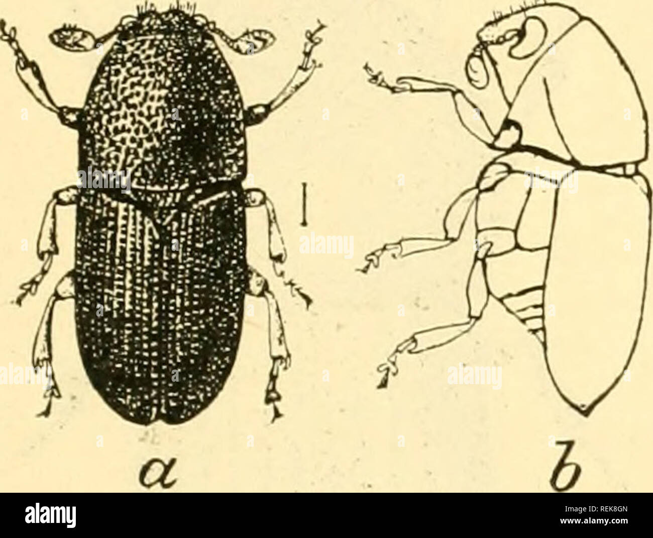 . Class book of economic entomology, with special reference to the ...