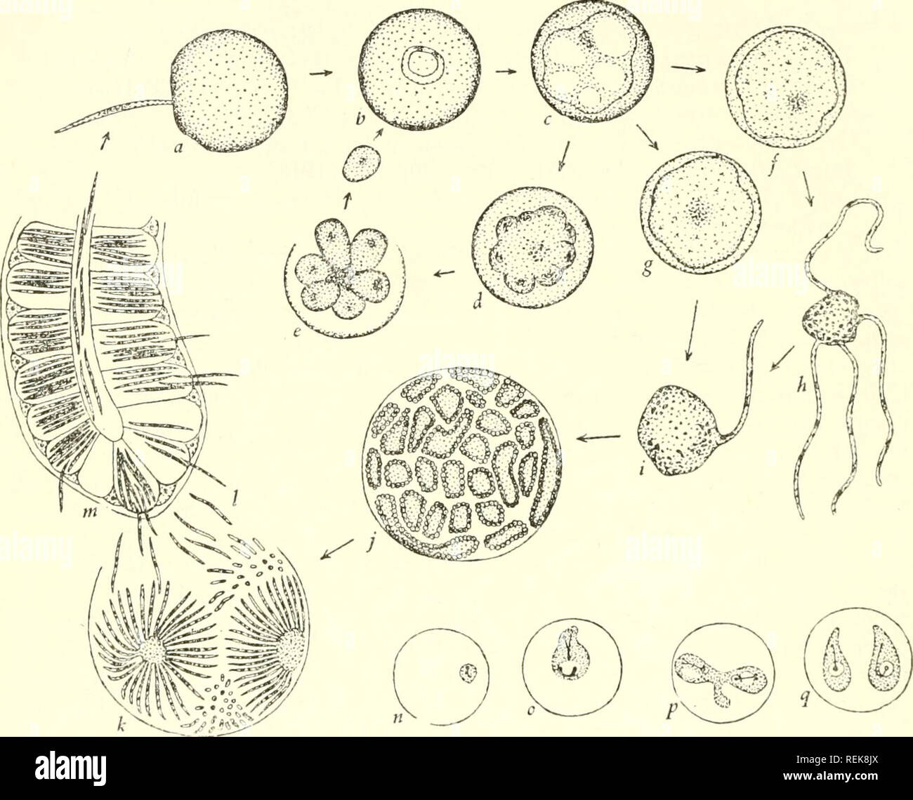 . The classification of lower organisms. Biology. 212] The ...