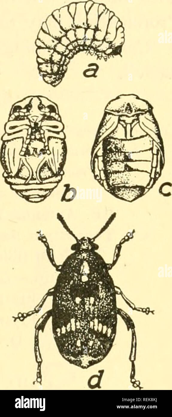 Bruchid beetle hi-res stock photography and images - Alamy