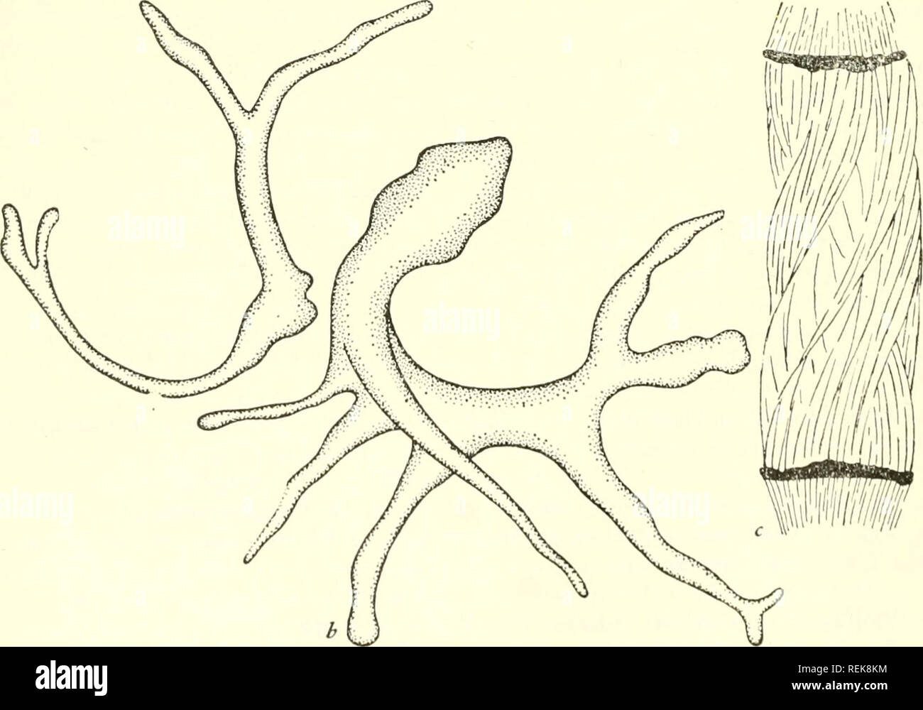 Strongly pitted hi-res stock photography and images - Alamy