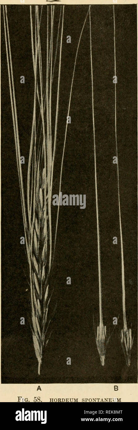 . A classification of the cultivated varieties of barley ... Barley. A ...