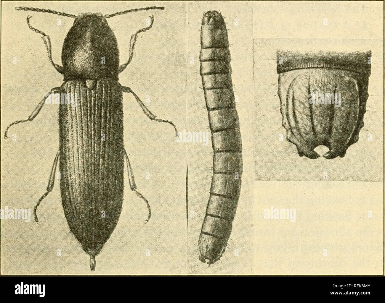 Wireworm larva hi-res stock photography and images - Alamy