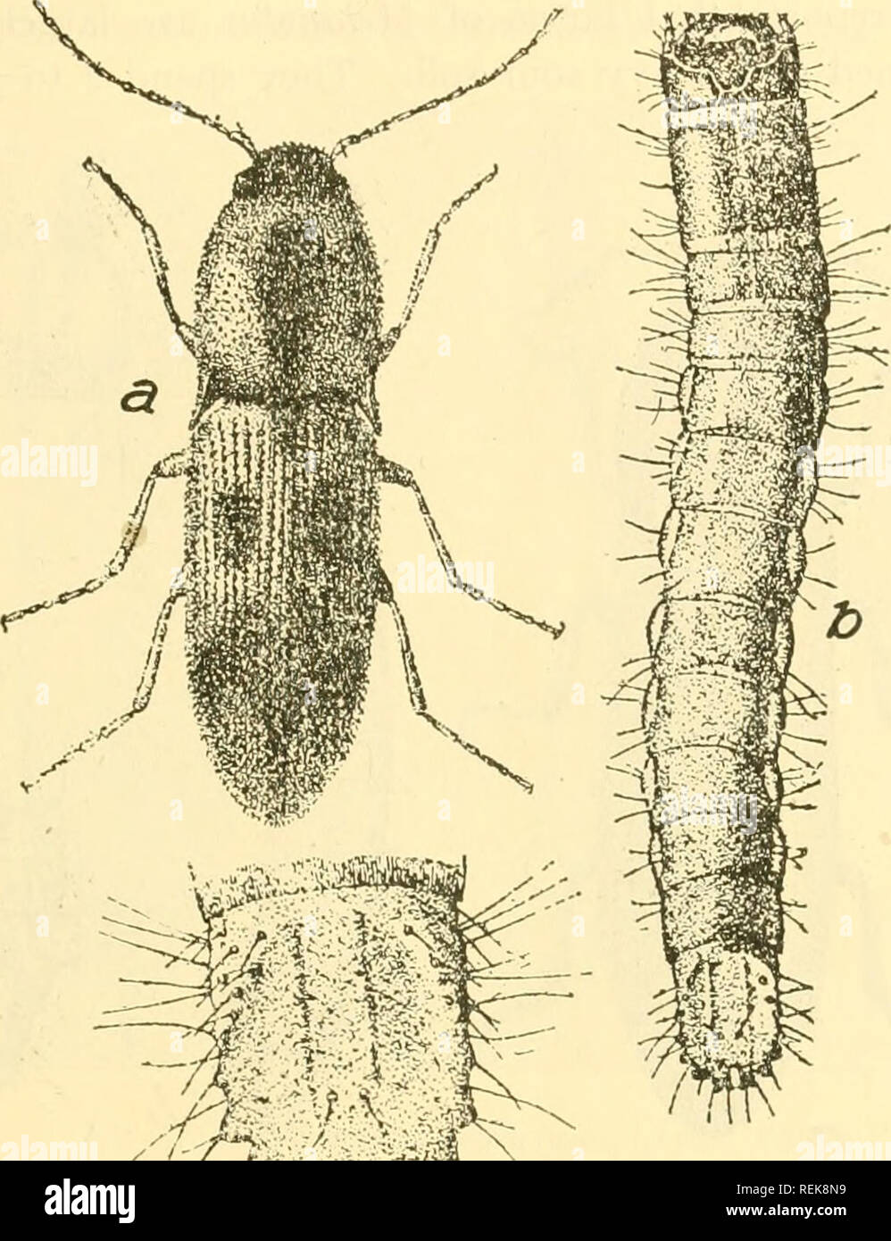 Grub like insects hi-res stock photography and images - Alamy