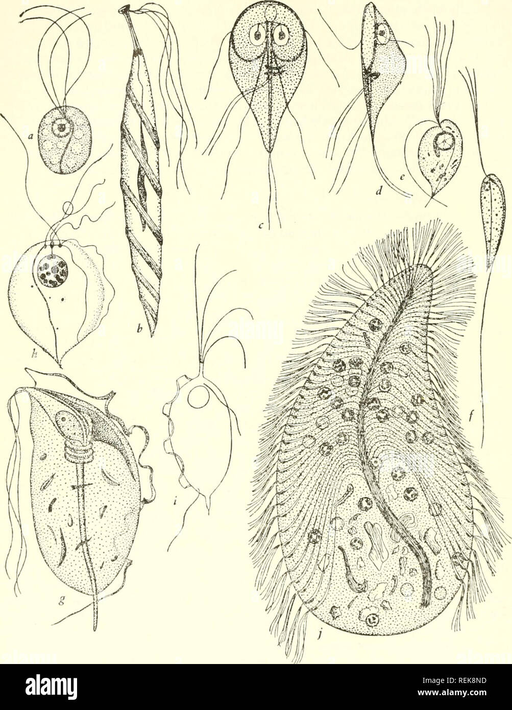 E tenax hi-res stock photography and images - Alamy