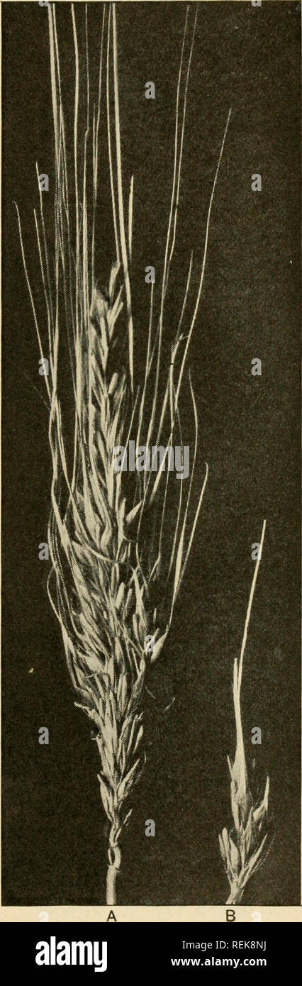 . A classification of the cultivated varieties of barley ... Barley. A ...
