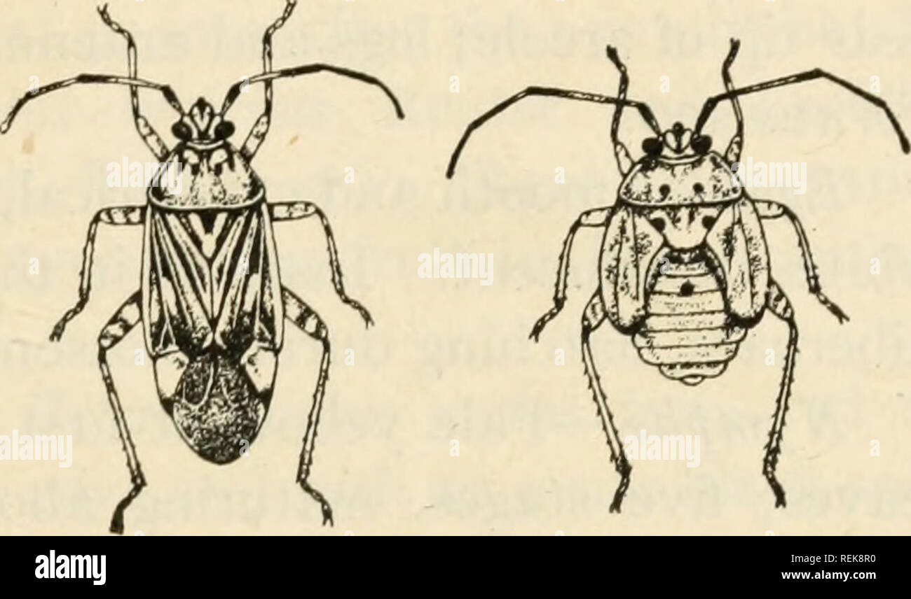 Green Leaf Bug Classification