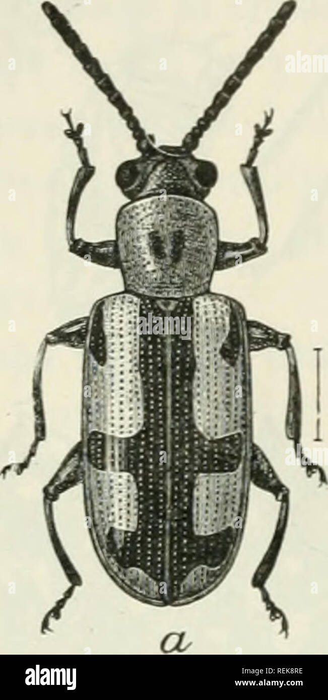 . Class book of economic entomology, with special reference to the ...