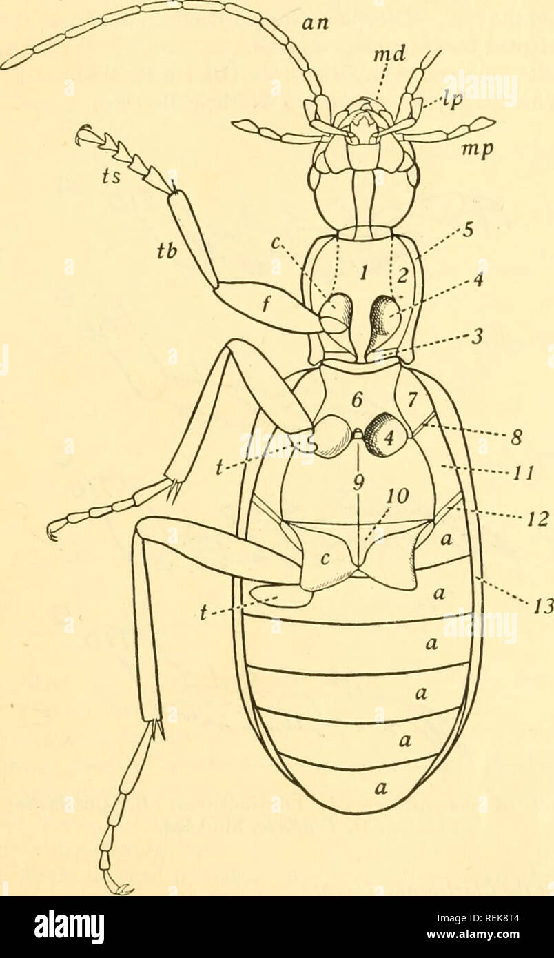Carabid beetle canada hi-res stock photography and images - Alamy